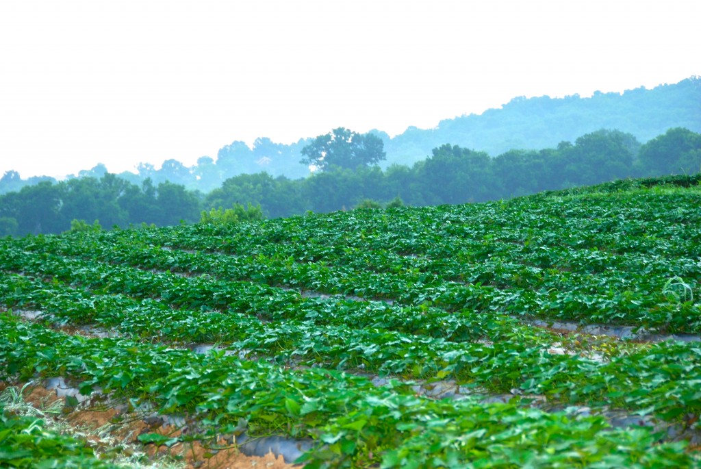 Williamson Farmers Co-op